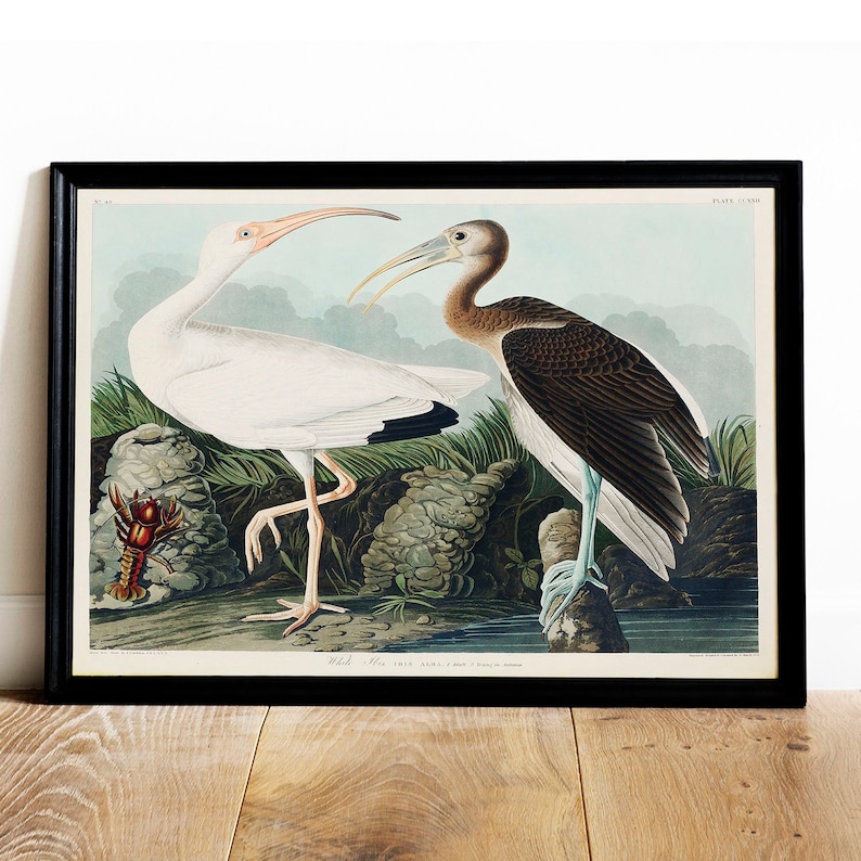 White Ibis Print Antique Bird Painting Vintage Drawing - Etsy