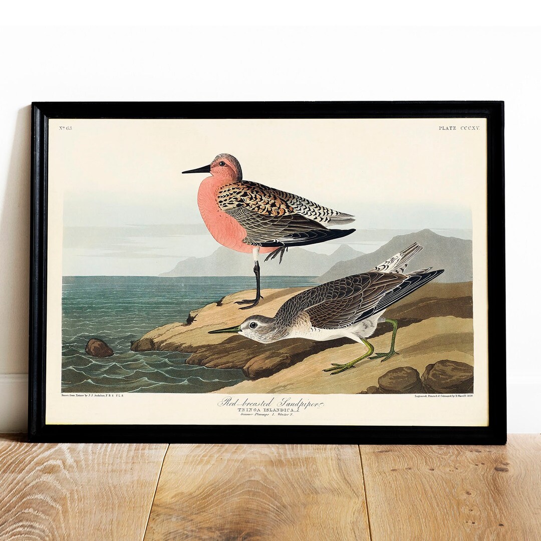 Sandpiper Print, Antique Bird Painting, Vintage Drawing Poster Wall Art ...