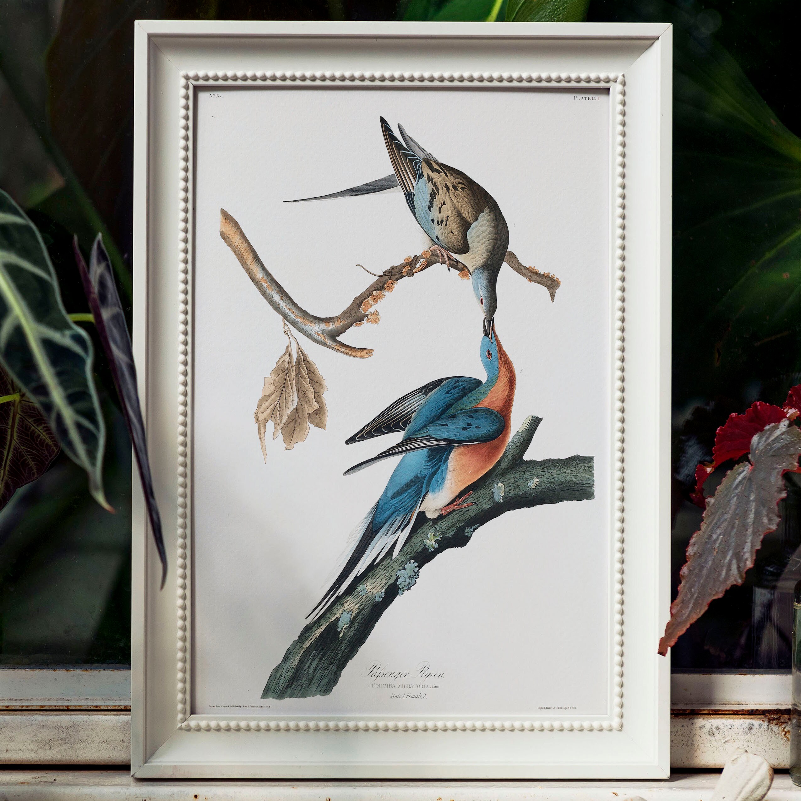 Pigeon Print Antique Bird Painting Vintage Drawing Poster - Etsy