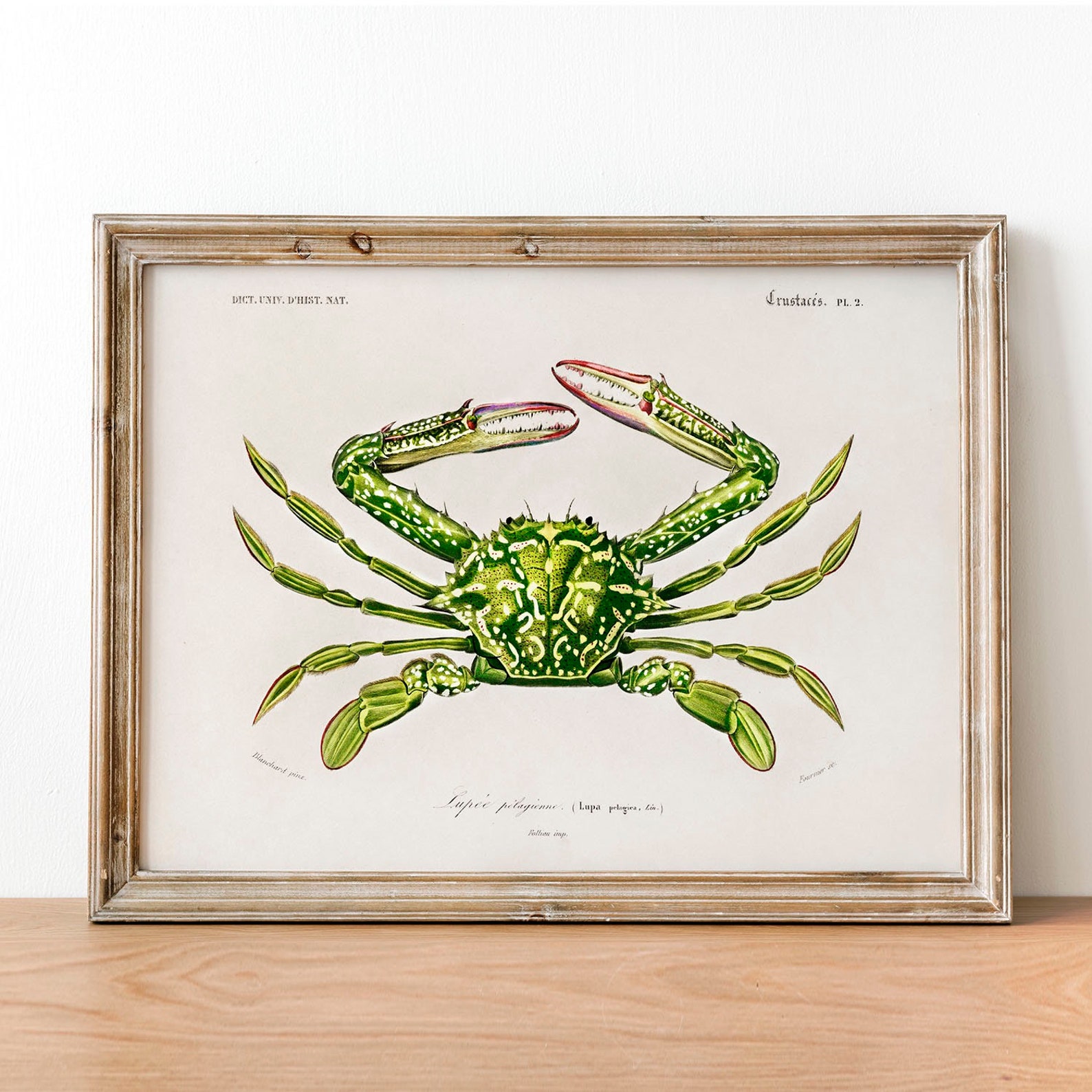 Antique Crab Print: Vintage Sea Life Illustration, Fishing Wall Art - Etsy