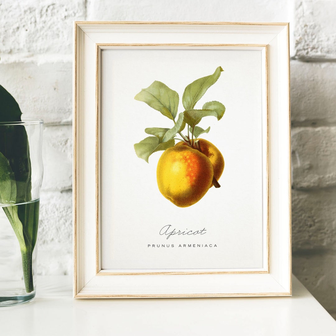 Apricot Print, Vintage Kitchen Poster Wall Art Decor, Apples Drawing ...