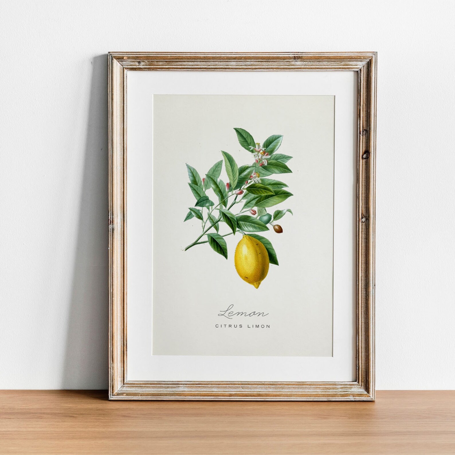 Lemon Print Vintage Kitchen Poster Wall Art Decor Lemons | Etsy