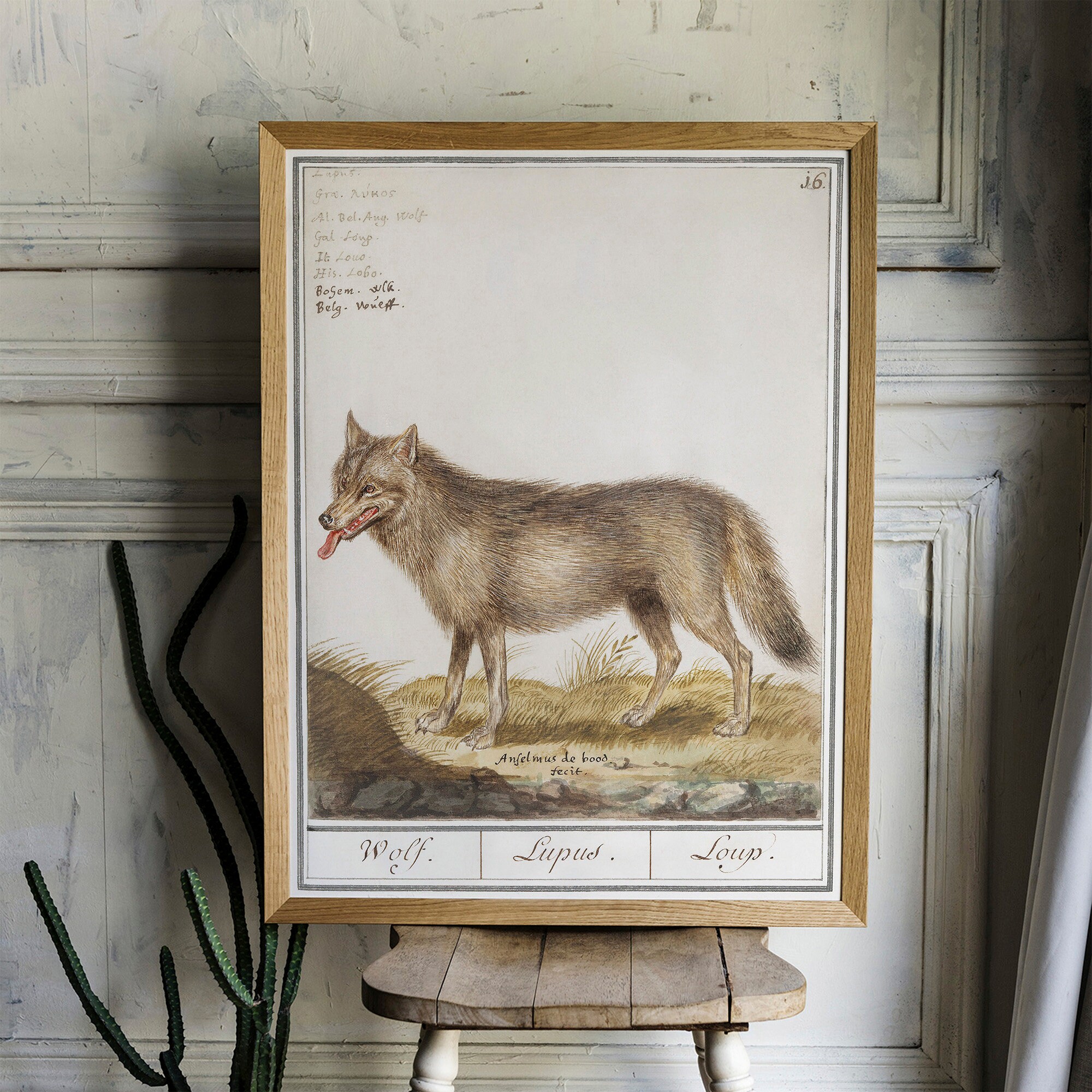 Antique Wolf Print: Vintage Canis Lupus Drawing Poster - Etsy