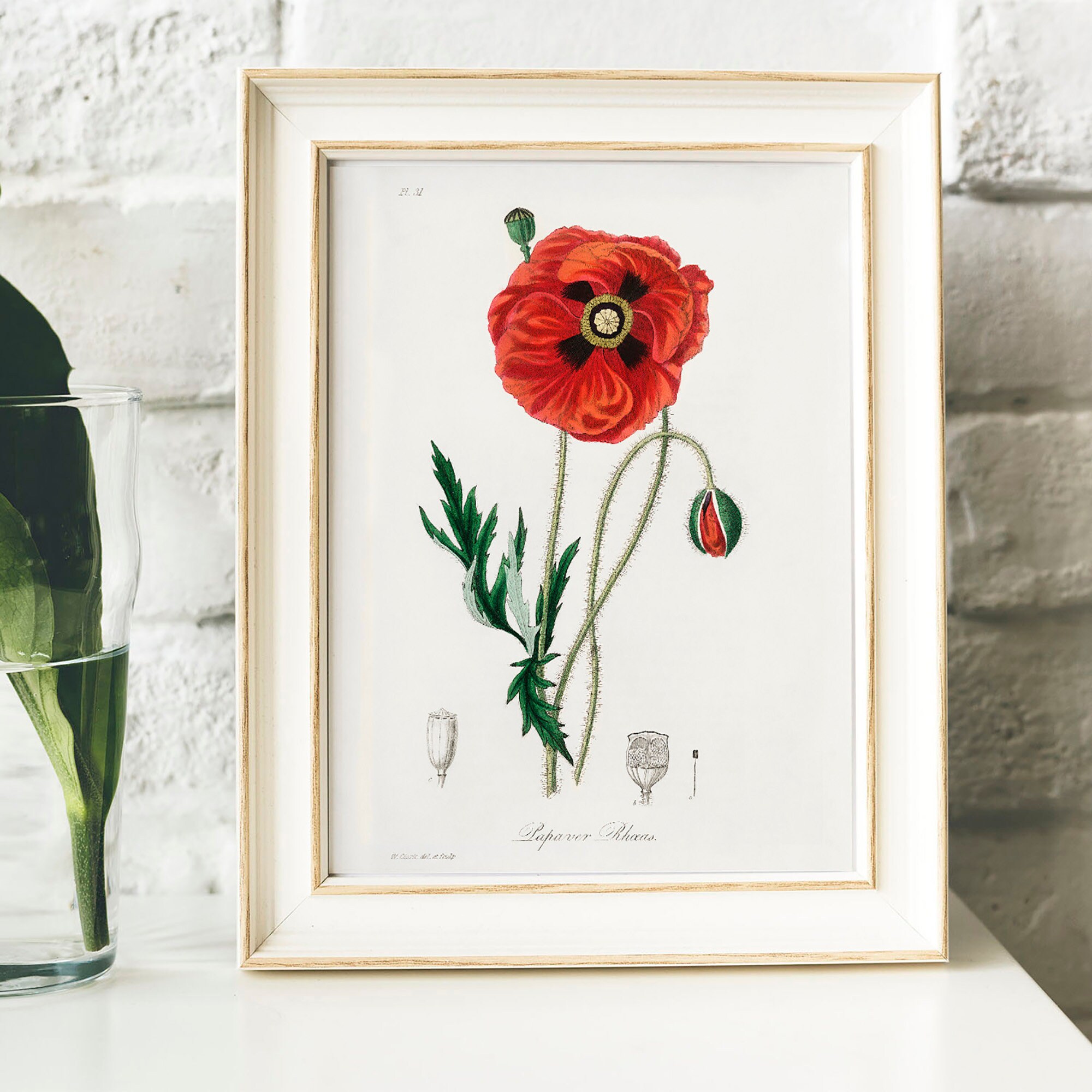 Poppy Print Vintage Botanical Poster Wall Art Decor Poppy - Etsy