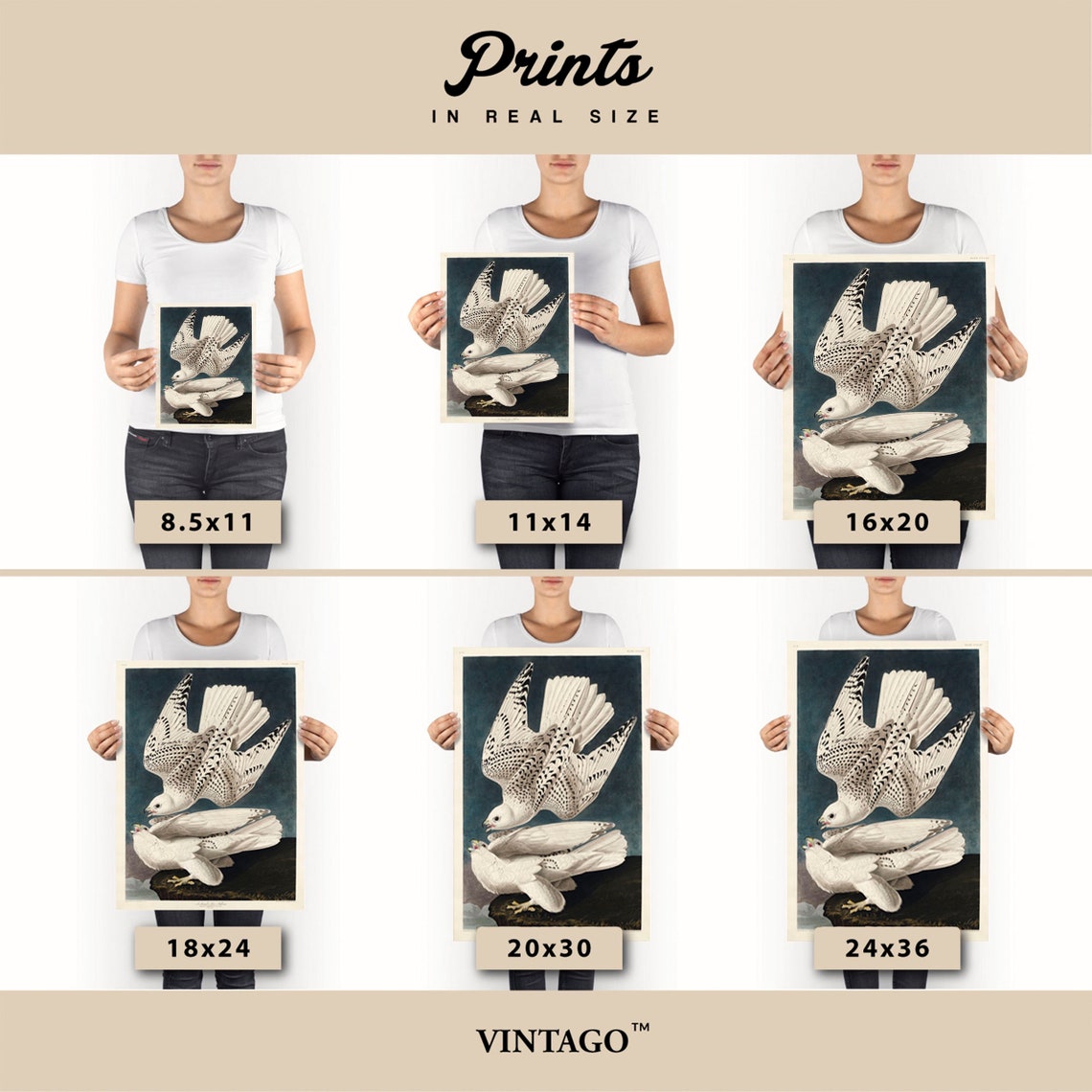 Falcon Print Antique Bird Painting Vintage Drawing Poster - Etsy