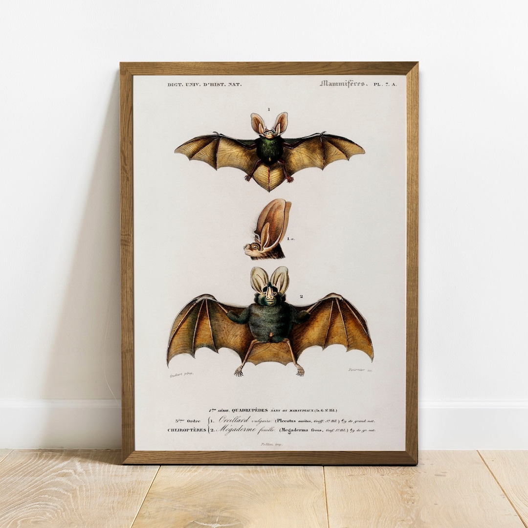 Bat Print, Antique Animal Painting, Vintage Drawing Poster Wall Art ...