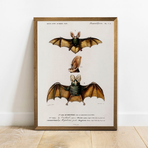 Vintage Bat Print - Etsy