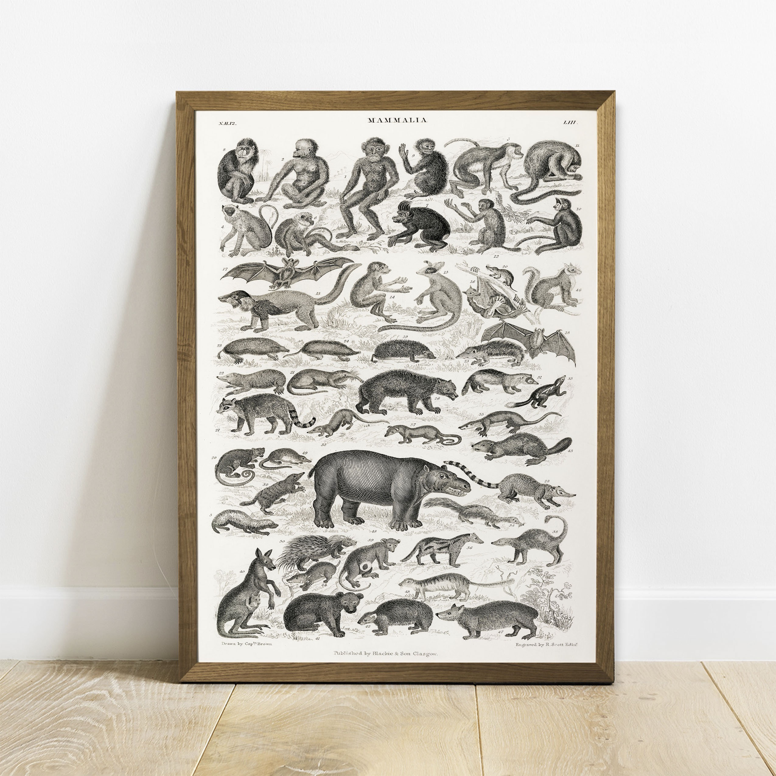 Mammal Collection Print Antique Animal Painting Vintage - Etsy