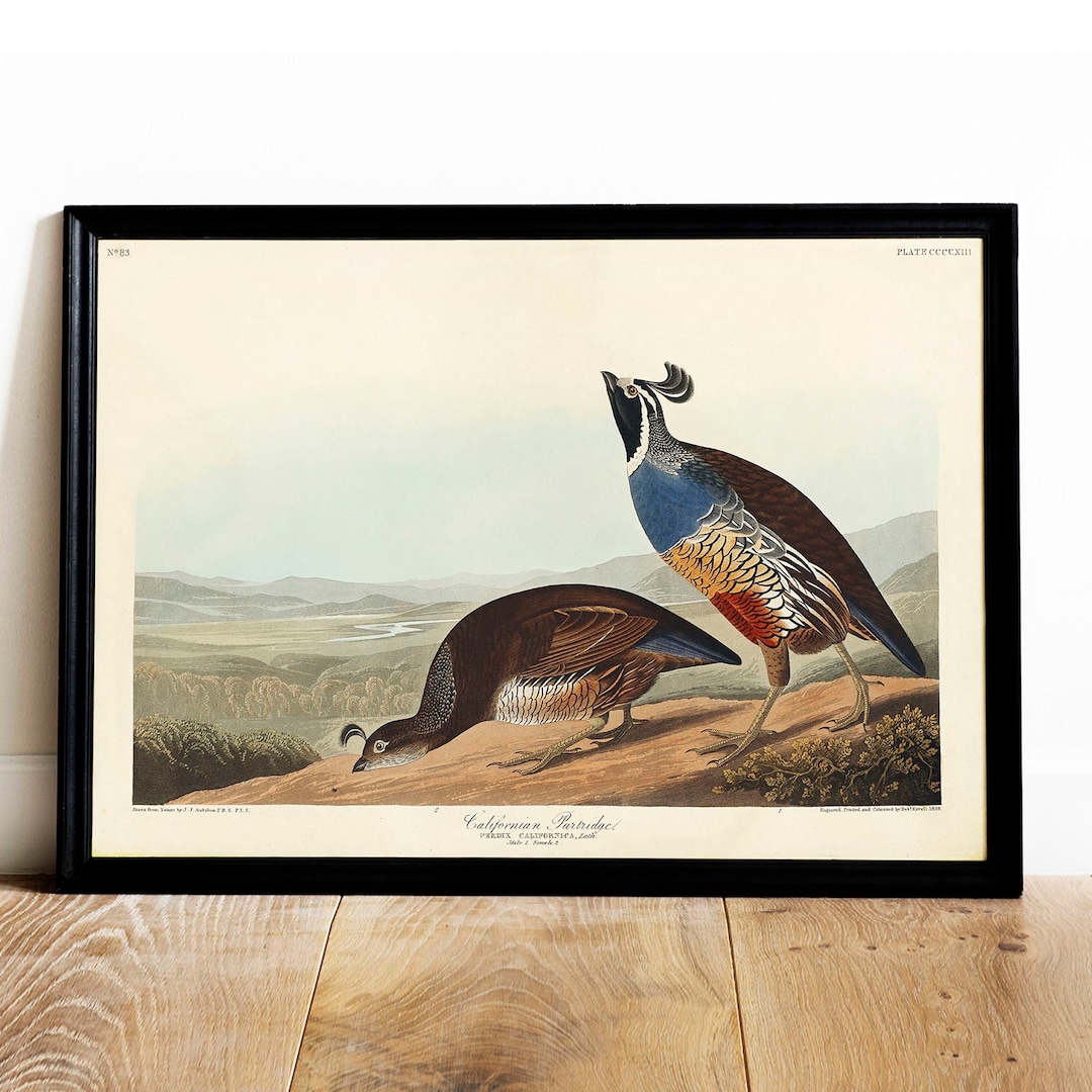 Partridge Print, Antique Bird Painting, Vintage Drawing Poster Wall Art ...