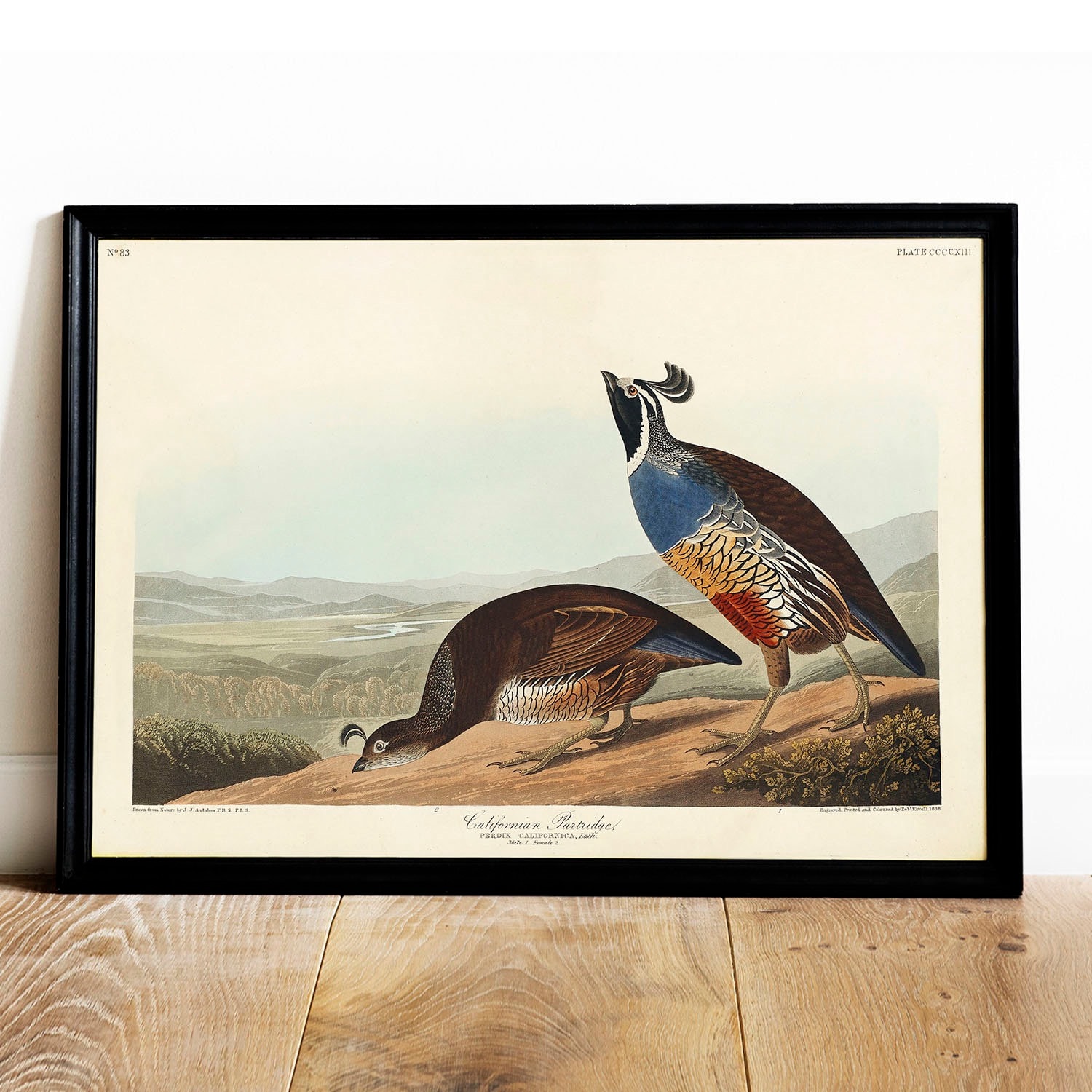 Partridge Print Antique Bird Painting Vintage Drawing Poster - Etsy