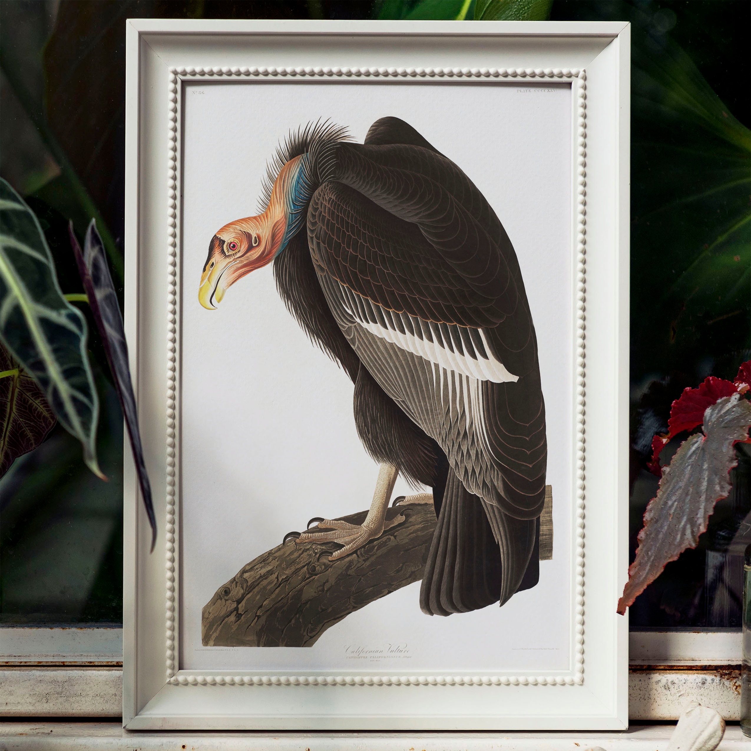 Vulture Print Antique Bird Painting Vintage Drawing Poster - Etsy España