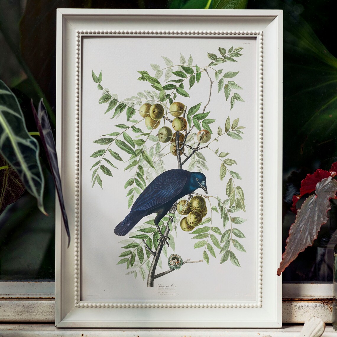 Audubon Crow Print: Vintage Bird Drawing, American Crow Wall Art - Etsy