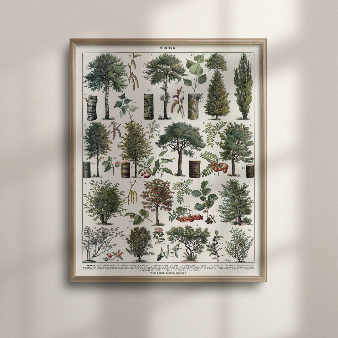 Vintage Botanical Tree Species Chart, Forest Wall Art, Botany Poster ...