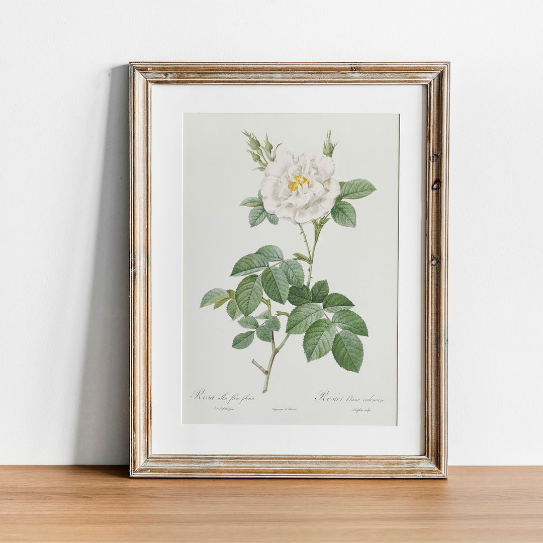 Vintage White Rose Print: Antique Botanical Art Poster - Etsy