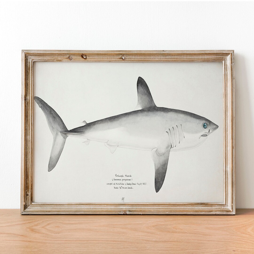 Shark Fish Print, Vintage Fishing Poster Wall Art Decor, Porbeagle Gift ...