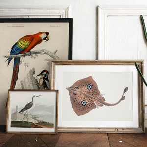 Fish Illustration Ray Fish Print, Vintage Fishing Poster Wall Art Decor ...