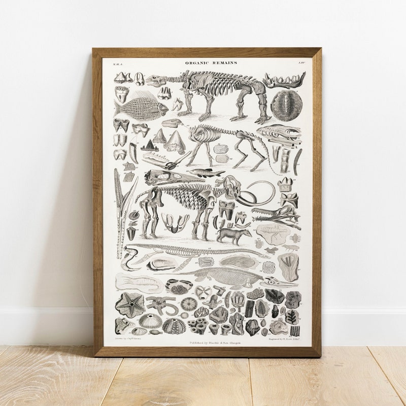 Animal Skull Lithograph - Etsy UK
