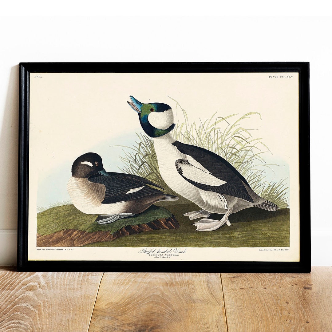 Buffel Duck Print, Antique Bird Painting, Vintage Drawing Poster Wall ...
