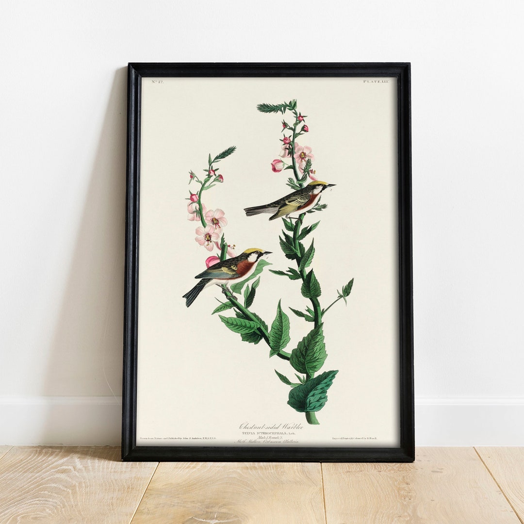 Warbler Print, Antique Bird Painting, Vintage Drawing Poster Wall Art ...