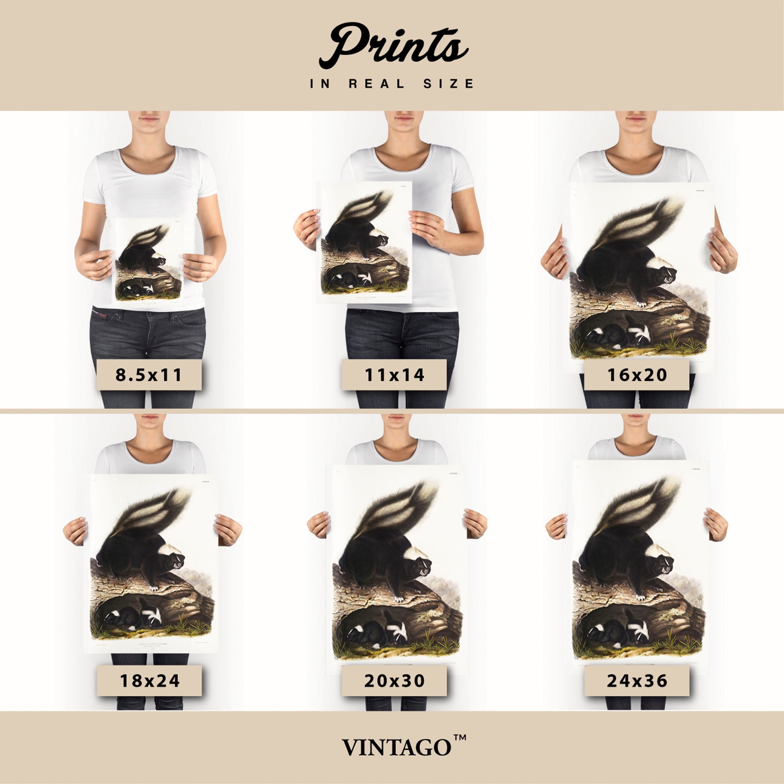 Skunk Print Antique Animal Painting Vintage Drawing Poster - Etsy