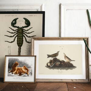 Brown Lark Print, Antique Bird Painting, Vintage Drawing Poster Wall ...