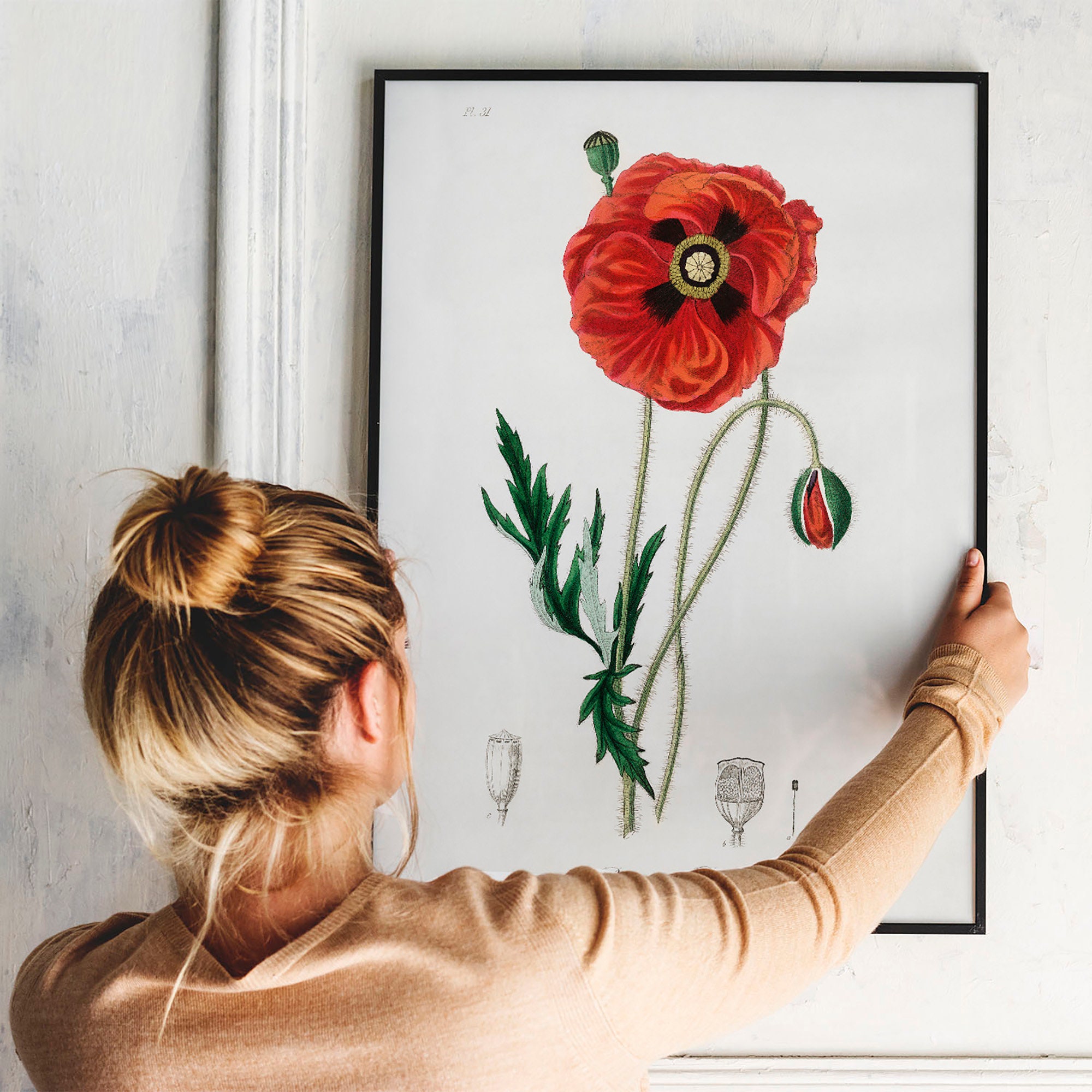 Poppy Print Vintage Botanical Poster Wall Art Decor Poppy | Etsy