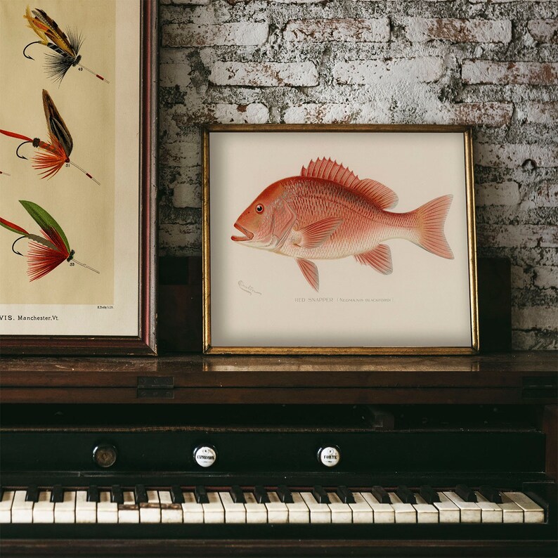 Northern Red Snapper Fish Print Vintage Fishing Poster Wall | Etsy