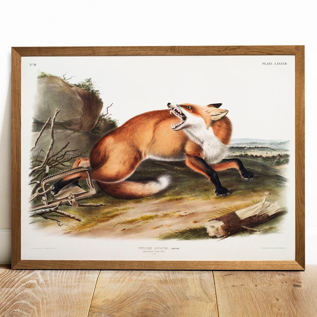 Fox Print, Antique Animal Painting, Vintage Drawing Poster Wall Art ...
