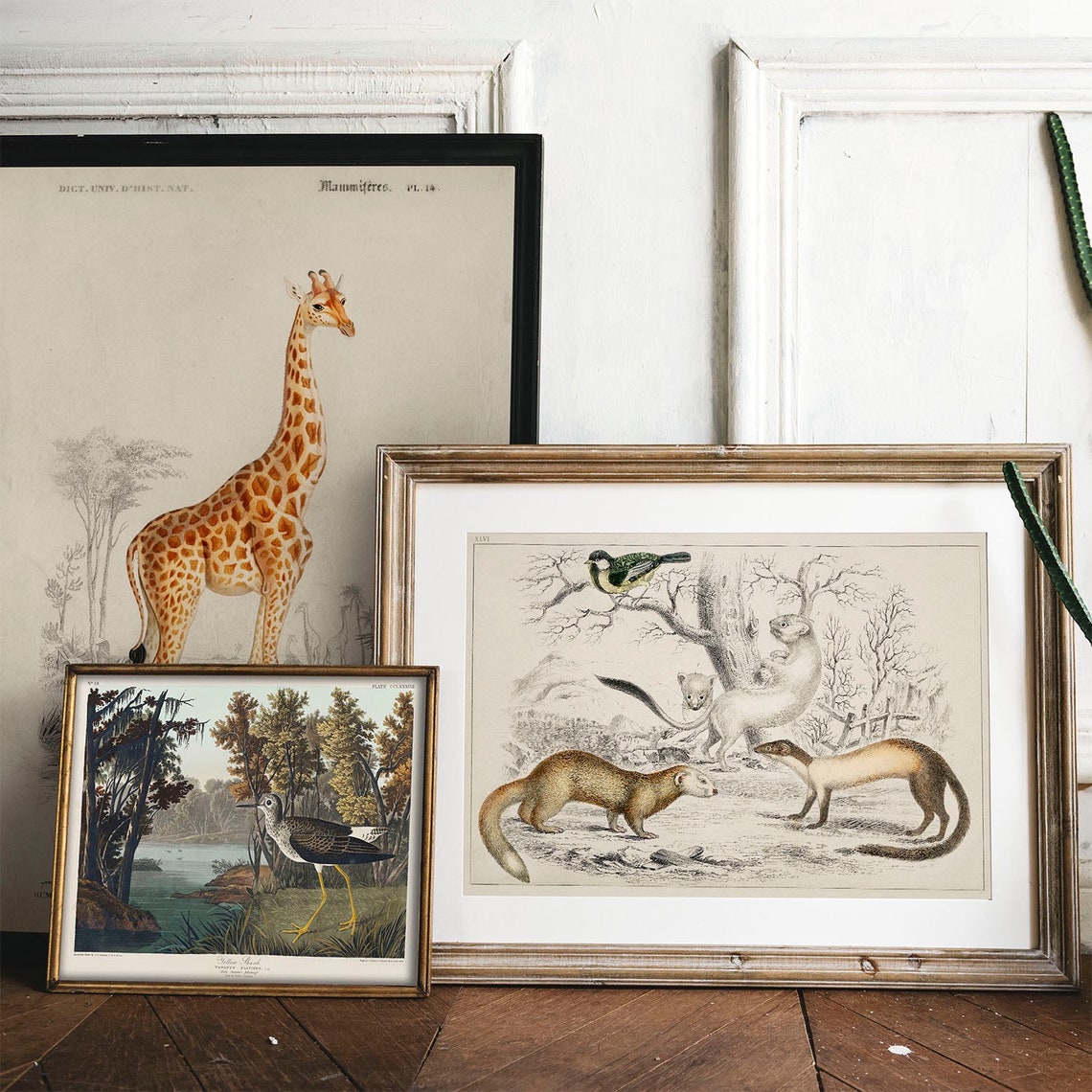 Rodents Collection Print Antique Animal Painting Vintage | Etsy