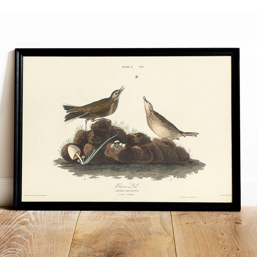 Brown Lark Print, Antique Bird Painting, Vintage Drawing Poster Wall ...