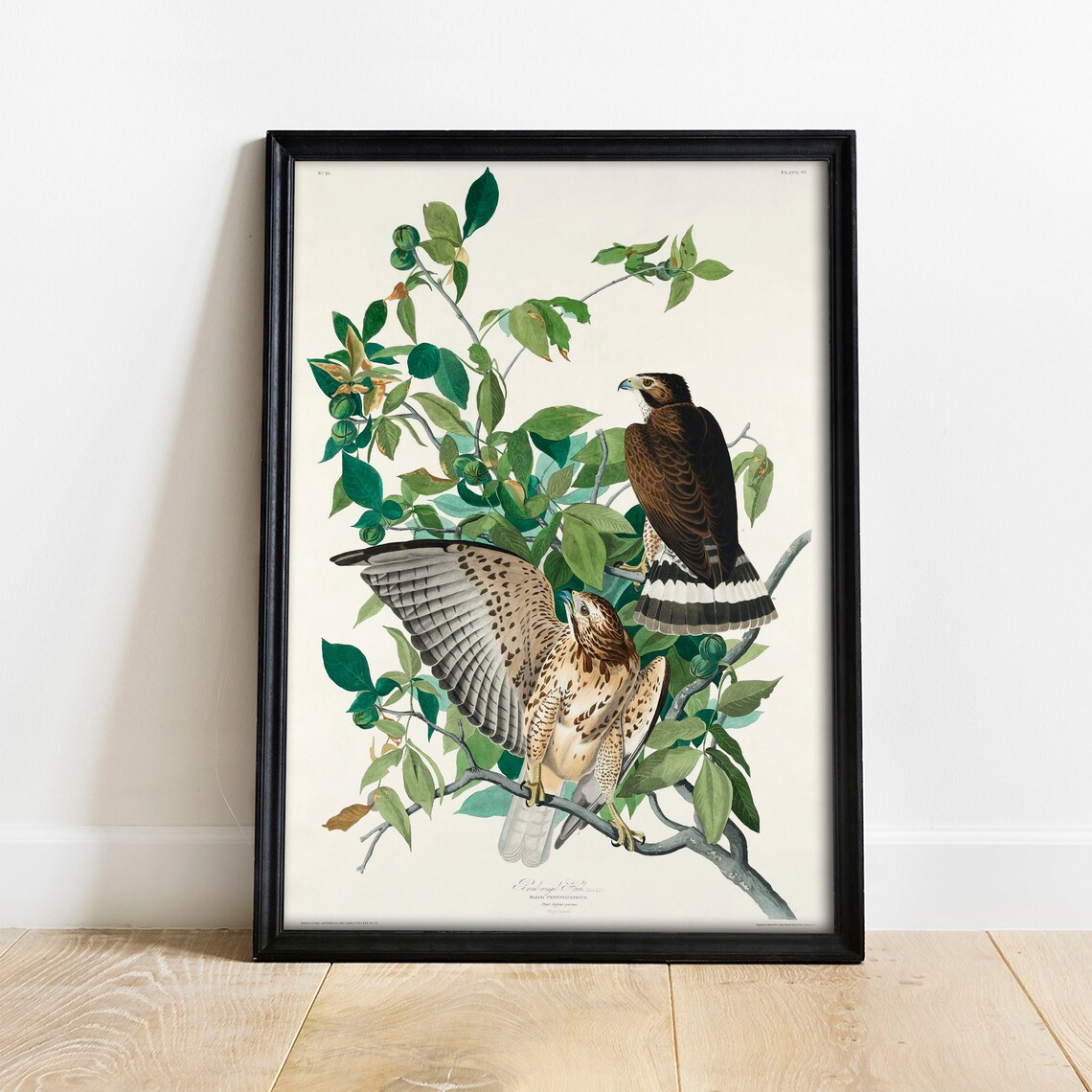 Hawk Print Antique Bird Painting Vintage Drawing Poster Wall | Etsy