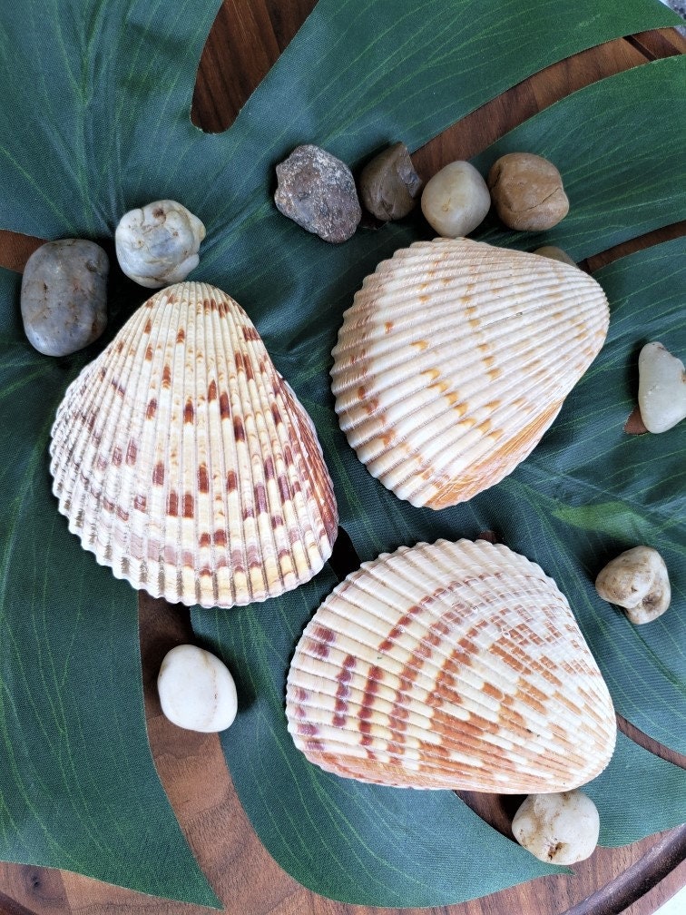 Epoxy Resin Ocean Waves Ring Dish Cockleshell Trinket Dish | Etsy