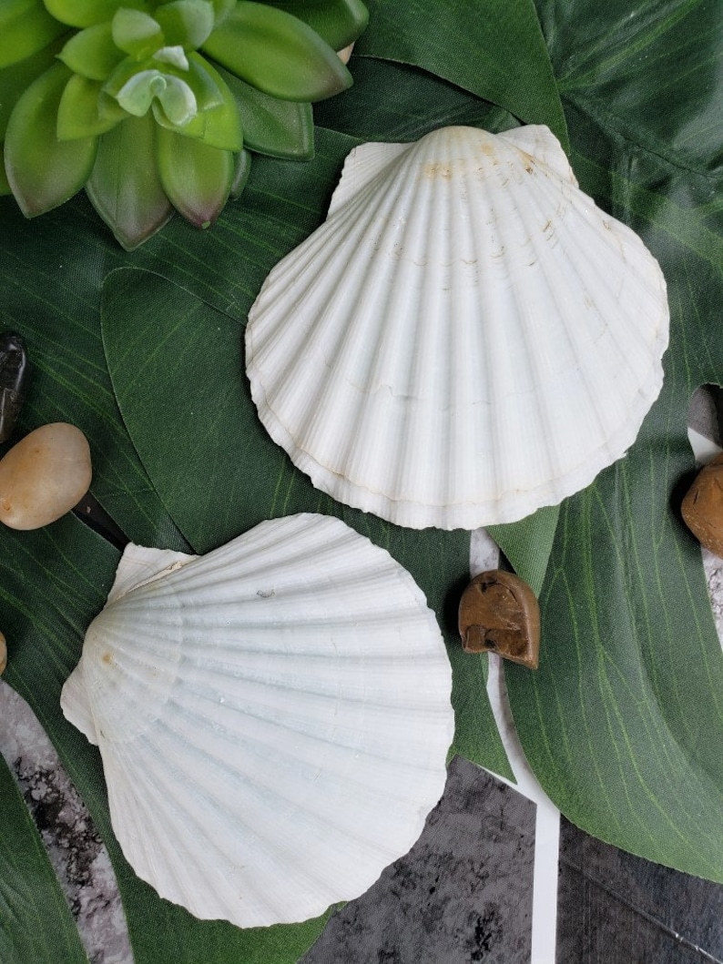Large Ocean Resin Scallop Shell Ring Dish Trinket Dish - Etsy