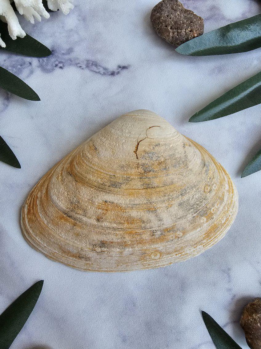 Ocean Resin Clam Perfectly Imperfect (SEE DESCRIPTION) Turtle Shell ...