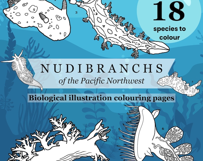 Hand Drawn Sea Slug & Nudibranch Digital Coloring Book - PDF - Great ...