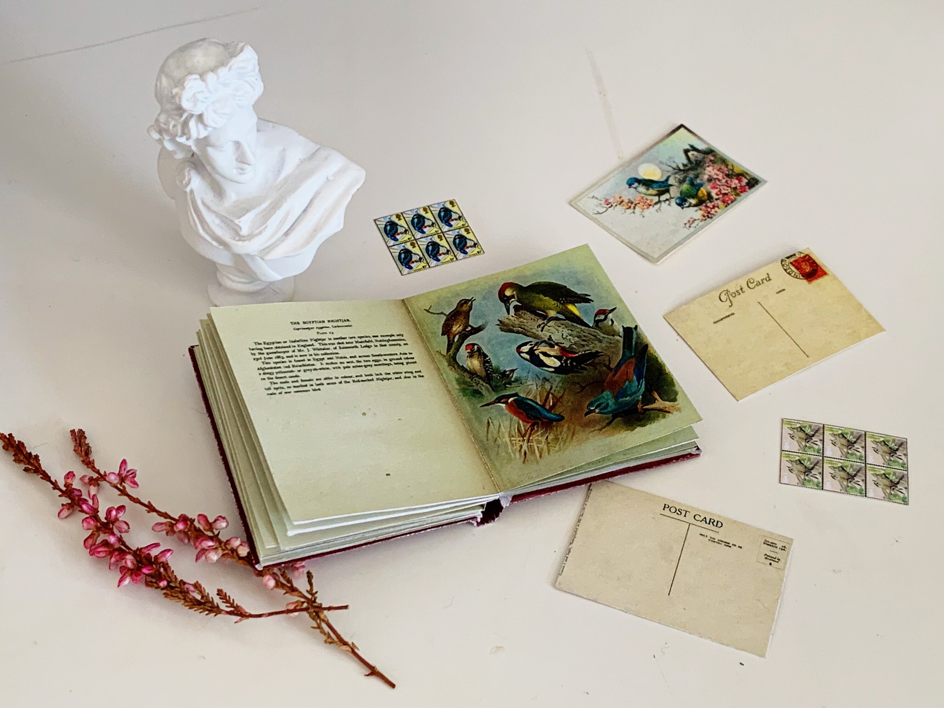 British Birds Mini BJD Doll Book Printable Download Dollhouse - Etsy