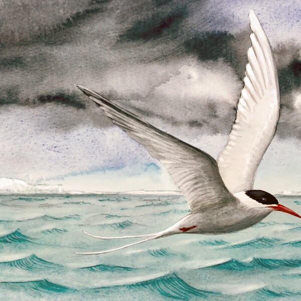 Arctic Tern - Etsy