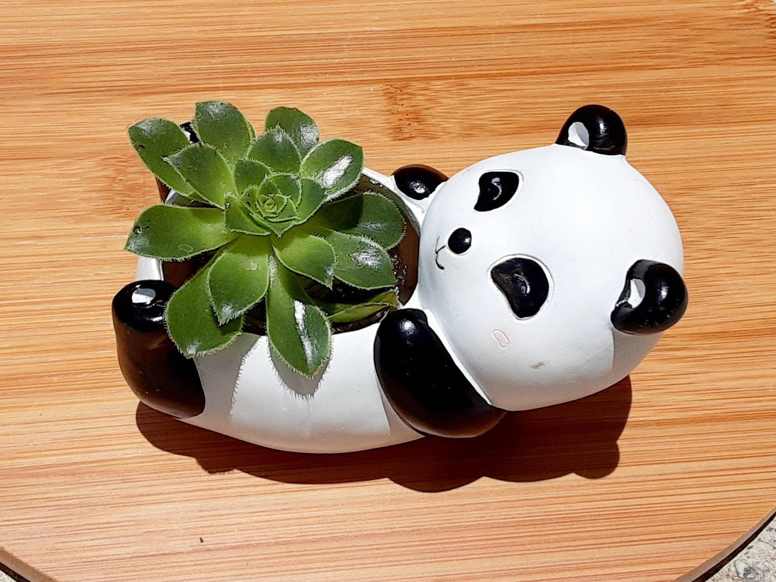 Panda Planter With Live Succulent - Etsy