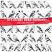 Robin Bird SVG Bundle, Robin Bird Dxf, Robin Bird Png, Robin Bird Eps ...