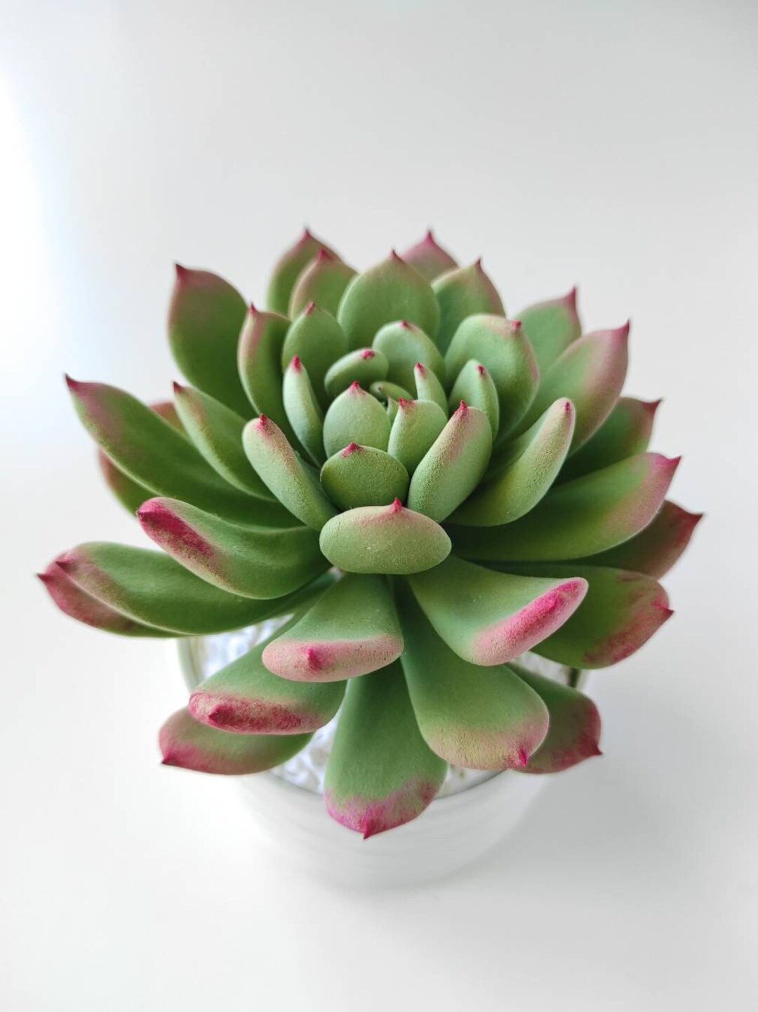 Echeveria Beatrice Succulent – Real Touch Handmade Succulent – Luxury ...