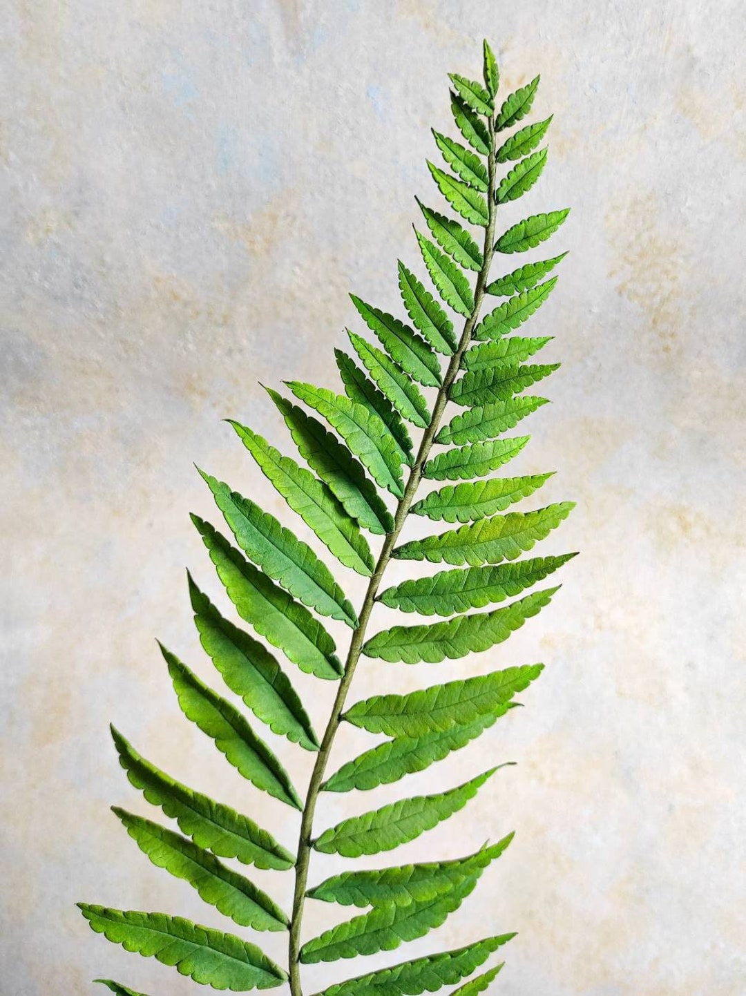 Artificial Green Fern Fern Leaf Artificial Fern Stem Hand Sculpted Clay ...