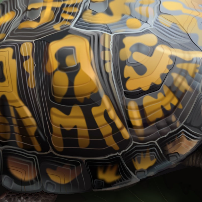Box Turtle Sticker - Etsy
