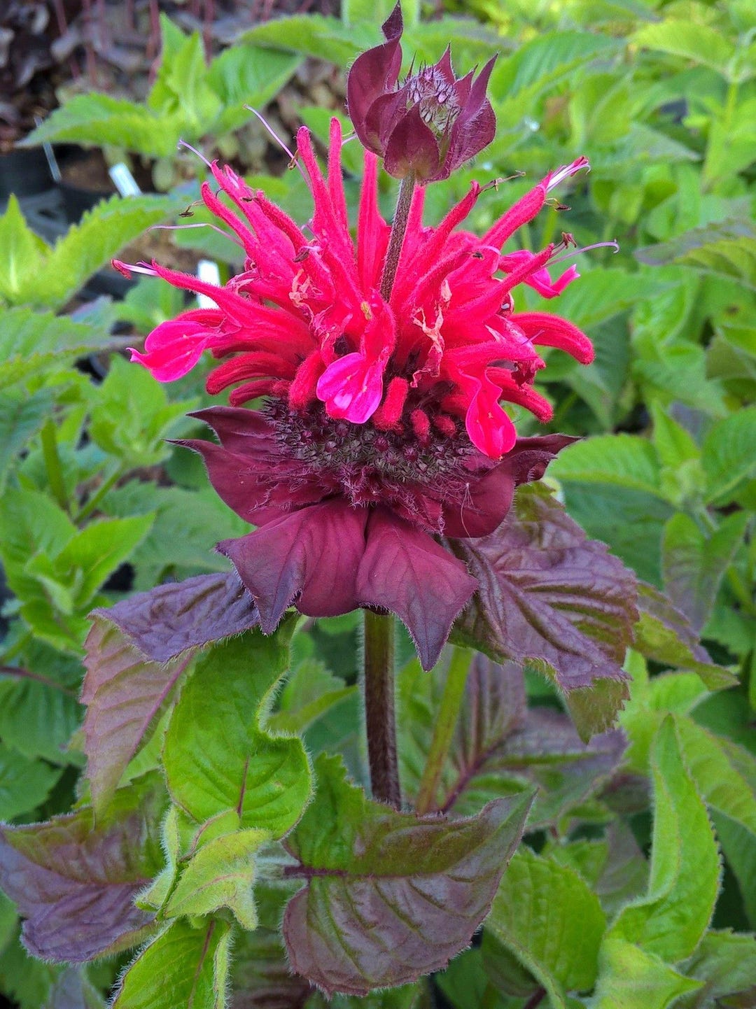 Bee You "bee-happy" Bee Balm - Etsy