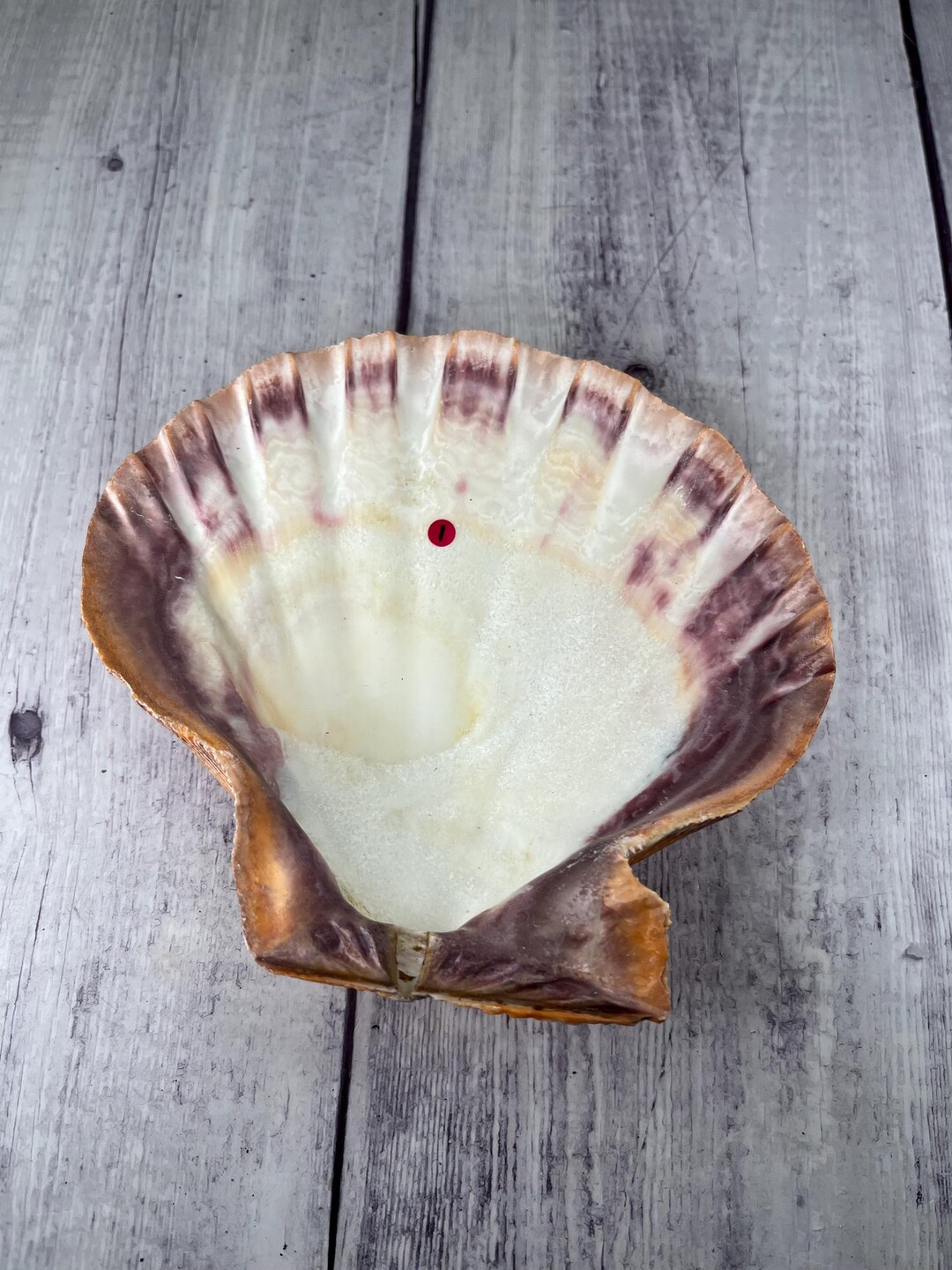 Lion Paw Shells, Smudge Shell, Natural Orange Shell - Etsy