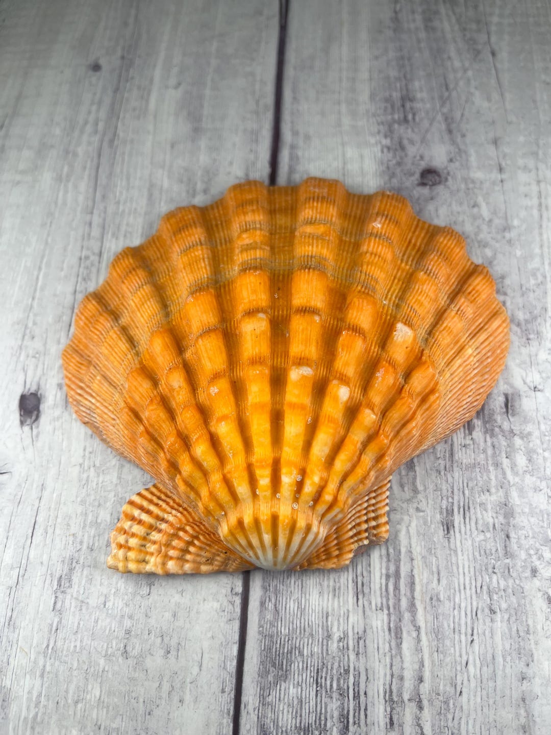 Lions Paw Shell, Shells, Orange Natural Shell - Etsy