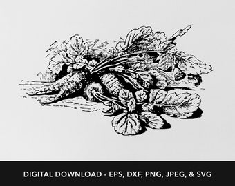 Radish Vector Svg - Etsy