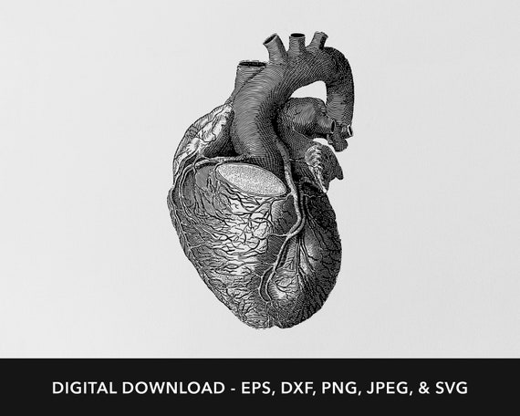 Anatomical Heart Svg File For Cricut Silhouette Human Heart Etsy