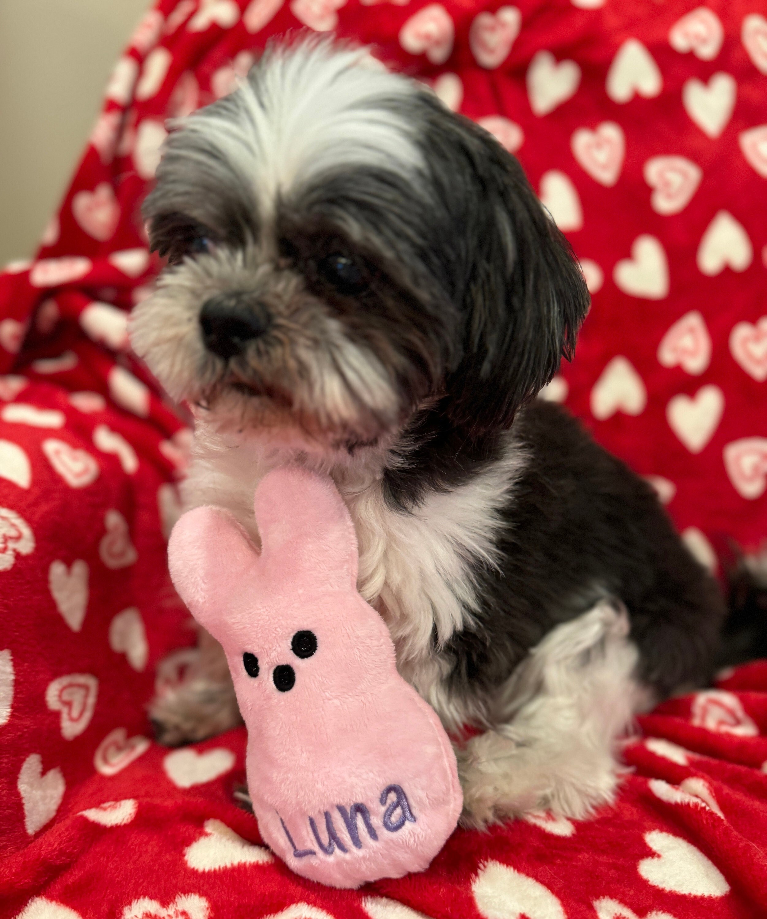 Personalized Easter Bunny Dog Toy, Personalized Dog Toy With Squeaker ...