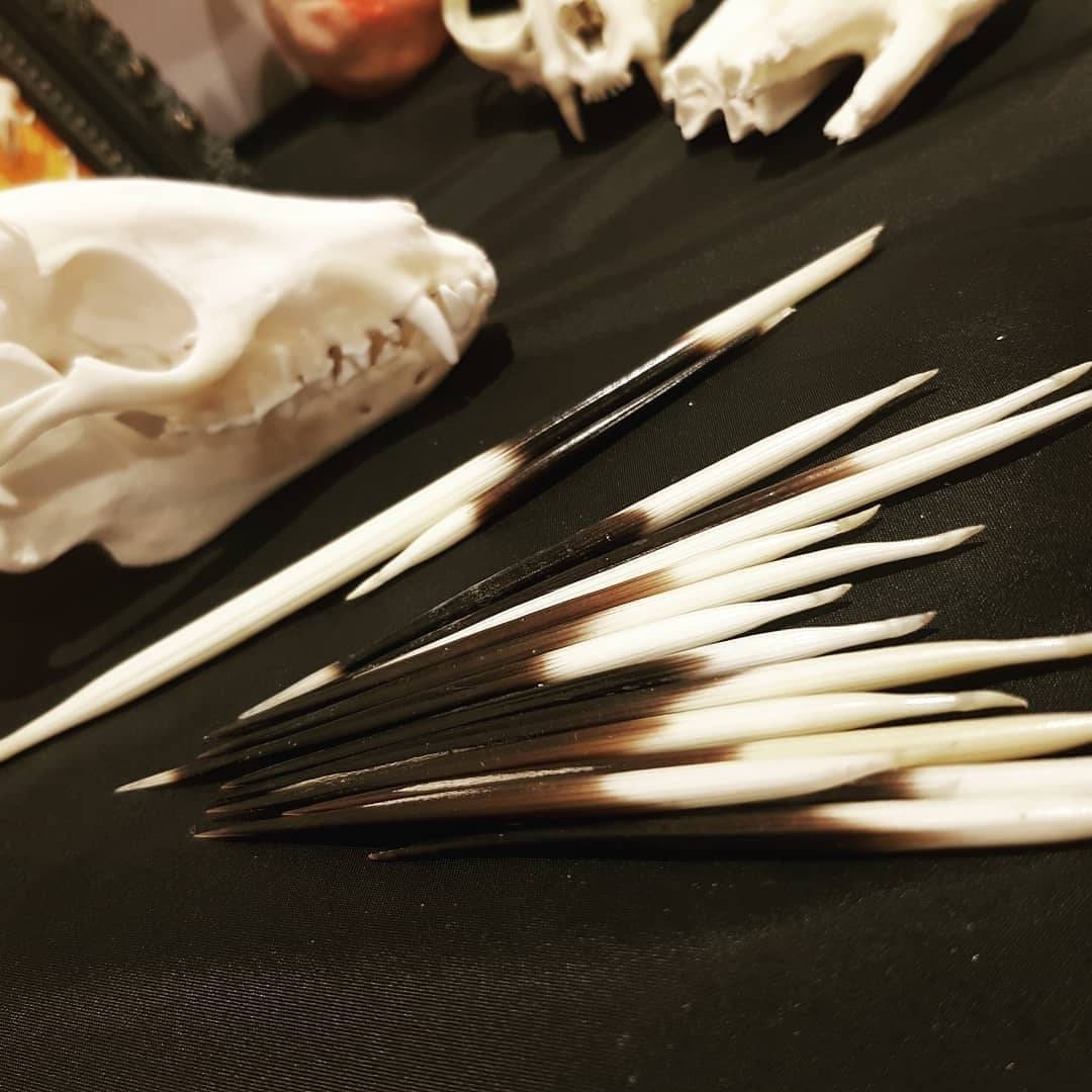 Porcupine Quills 2x Small Quills or 2x Medium Quills - Etsy