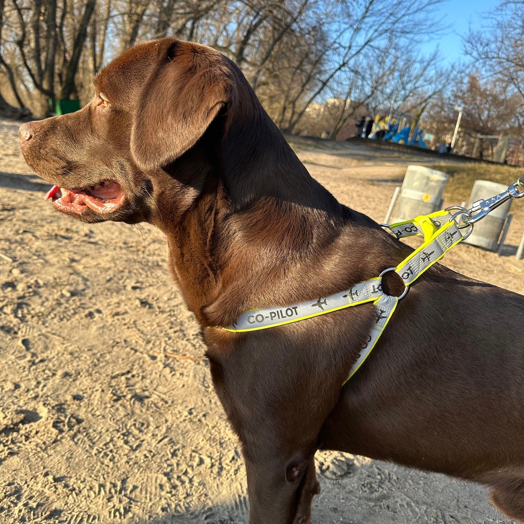 Dog Harness Co-pilot, Dog Harness Reflective, Adjustable Harness, Pilot ...